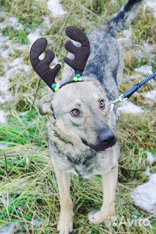 Молодой кобелёк в дар