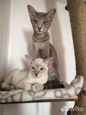 Котёнок ориентал