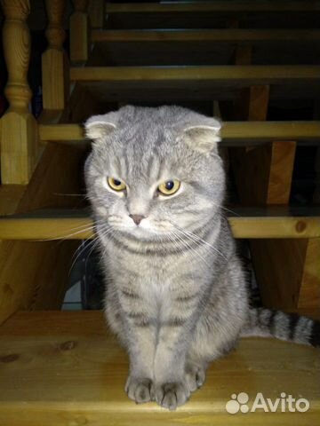 Кот просто кот