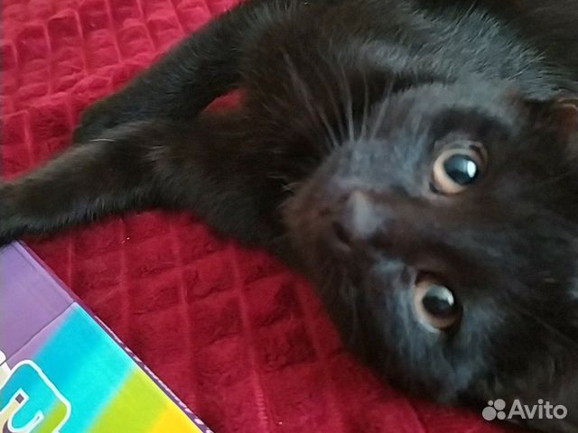 Котенок