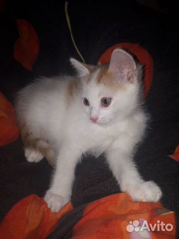Котёнок Шнапс