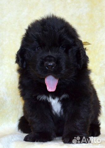 Кобель щенок ньюф