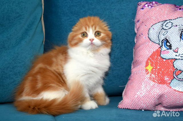 Шикарная шотландская девочка