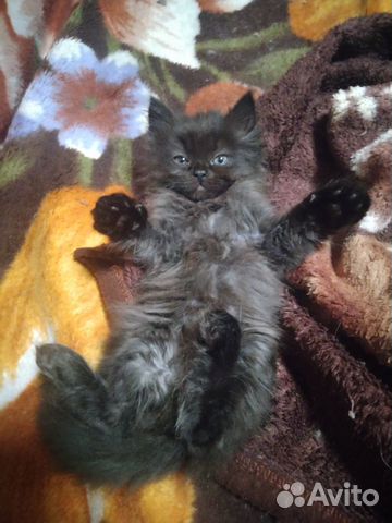 Продам котят