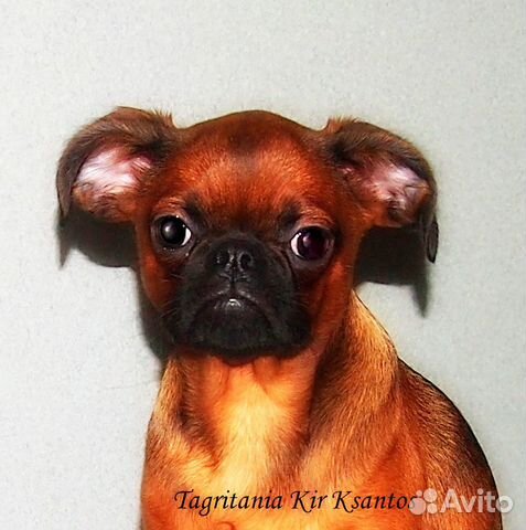 Очаровательный щенок пти-брабансона