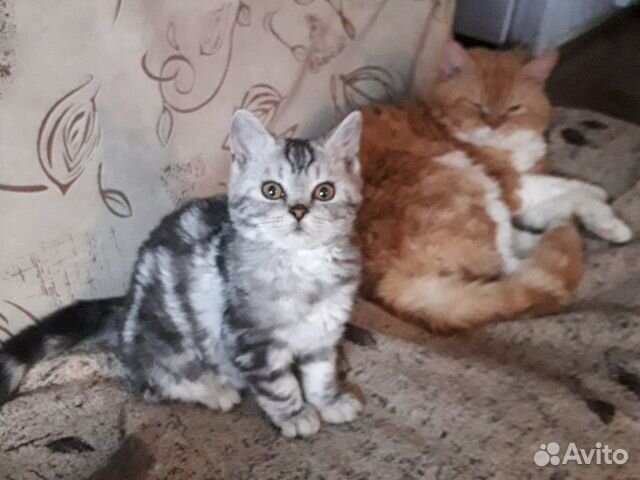 Оскар Керли Астра вискас