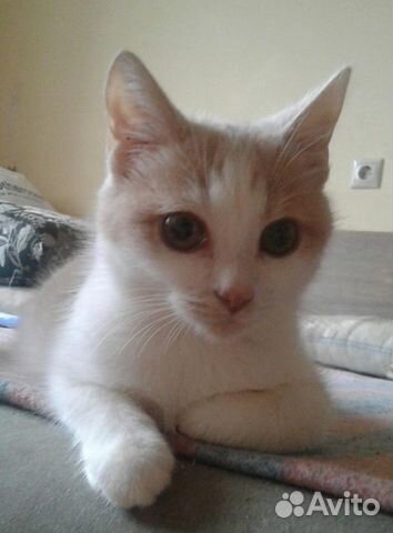 Маленький Персик