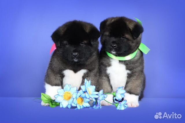 Американская Акита Щенки