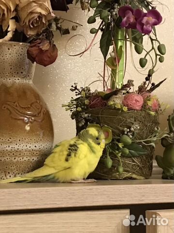 Нашёлся жёлтый попугай в районе 2-й школы