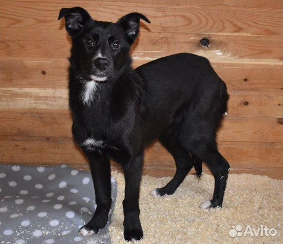 Щенок Габи в добрые руки