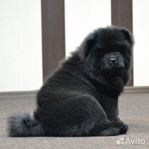 Чау-чау черная девочка
