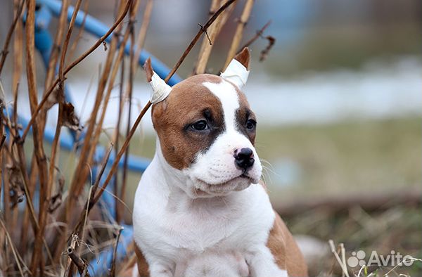 Мальчики амстаффа 2 месяца