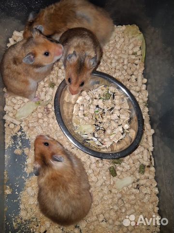 Сирийские хомячки