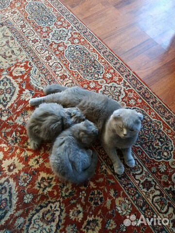 Шотландская