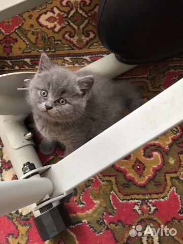 Британские котята