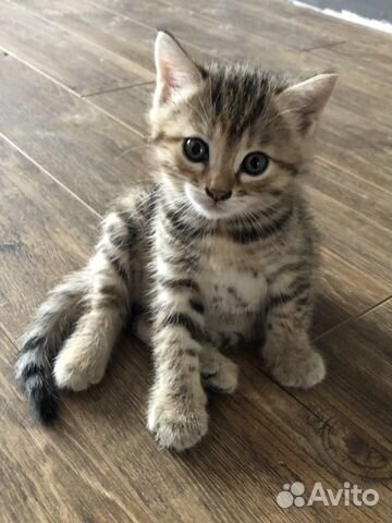 Бенгальские котята