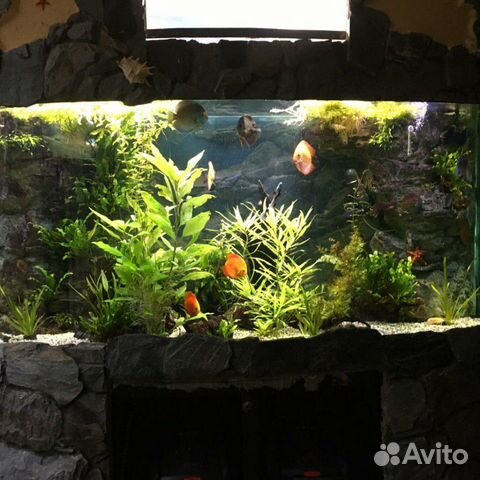 Дискусы, ботсия клоун, рыба-нож, частный аквариум