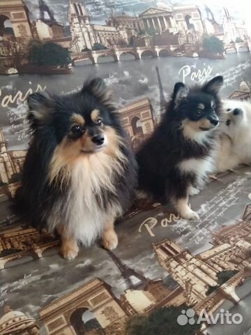 Продаются щенки и собаки шпица