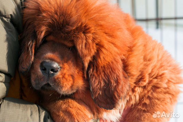 Тибетский мастиф Китай