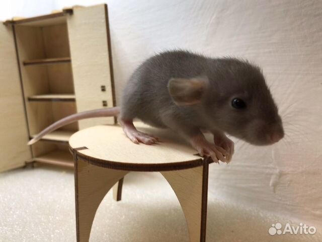 Крысы крысята дамбо разных пород