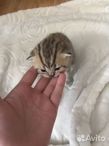 Котята Шотландцы