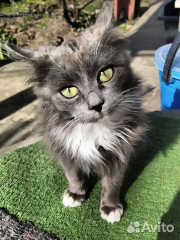 Серый котенок ищет свой дом