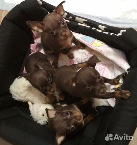 Продам щенят той терьера