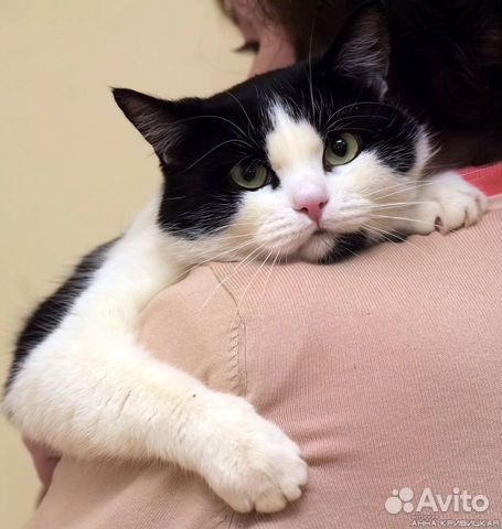 Заканчивается передержка подарите малышу дом
