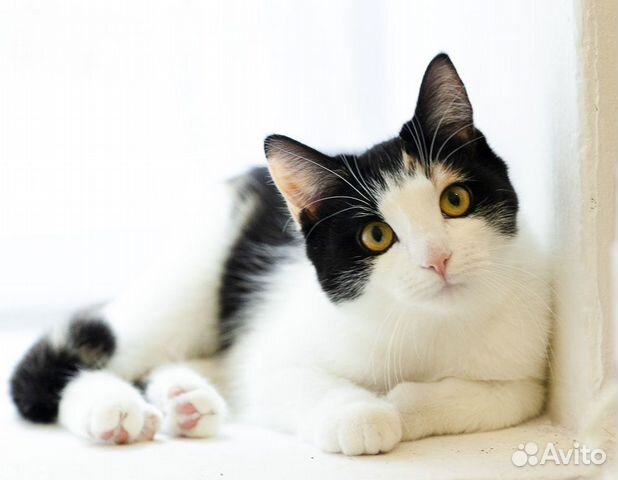 Глашенька ищет дом