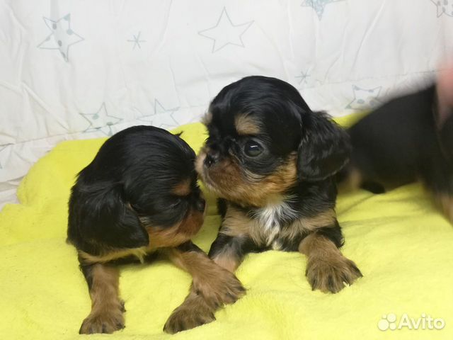 Кинг спаниель