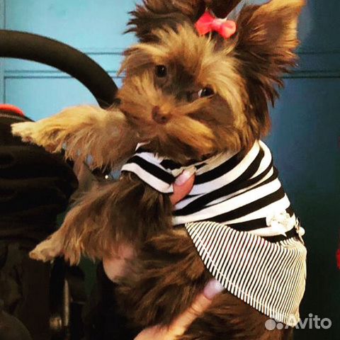 Йоркширский терьер мини