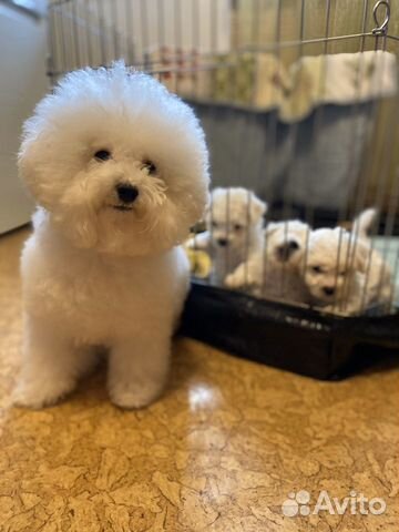 Щенки Бишон Фризе