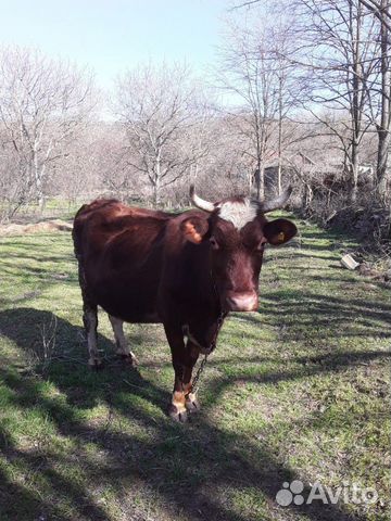 Корова и бычек на (доращивание)