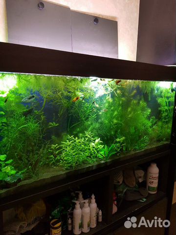 Аквариумные растения прополка