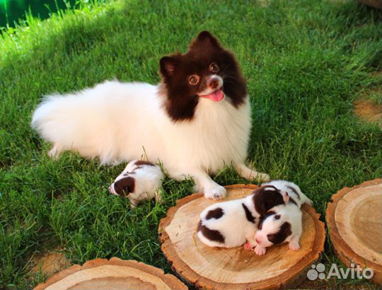 Шоколадные, черные, рыжие и крем патики