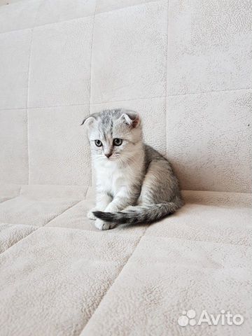Шотландский котёнок (Scottish fold)
