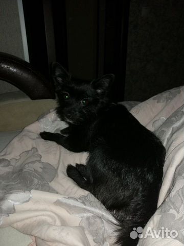 Вязка. Метис. Ищем девочку