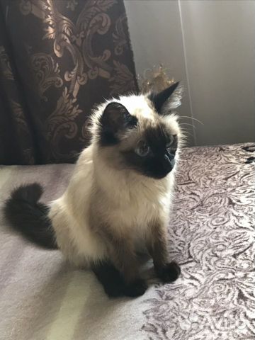 Котька ищет дом)