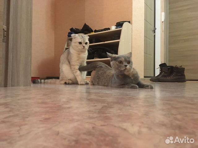 Котята шатландские