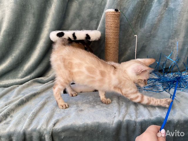Снежная бенгальская кошечка
