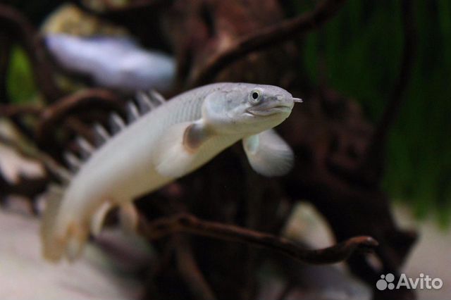 Полиптерус сенегальский