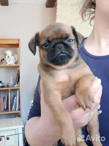 Пти брабансон