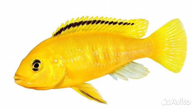 Лабидохромис желтый и синий