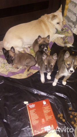 Щенки "звоночки"