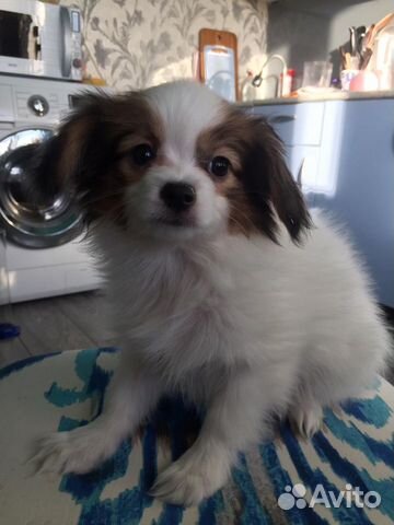 Папийон(фален)