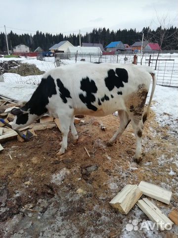 Телка, 1 год 2 месяца