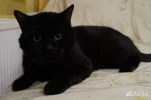 Дуглас - 2 года, это не "старый" кот
