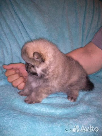 Мини мальчики померанчики