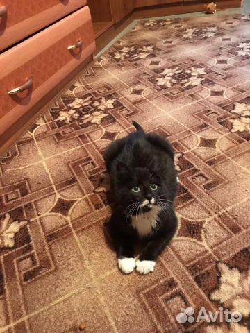 Котёнок Кася в добрые руки