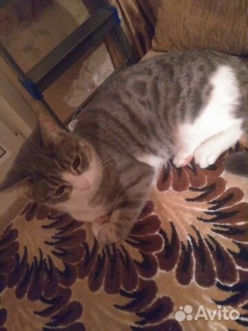 Кошка Дашу отдам бесплатно